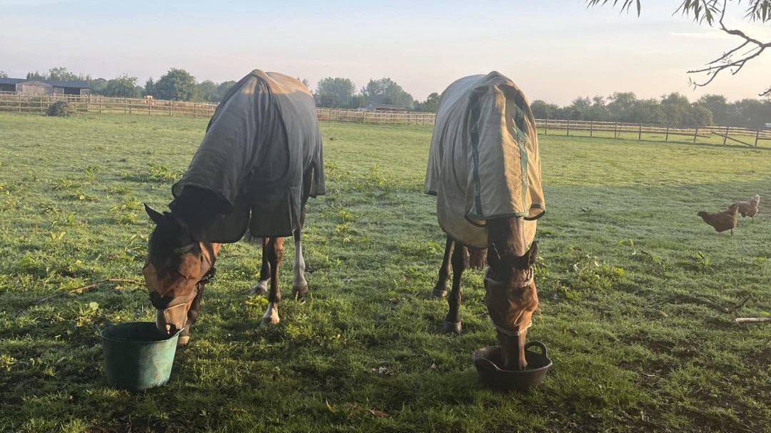 Home - Gloucestershire Equine Salt Therapy