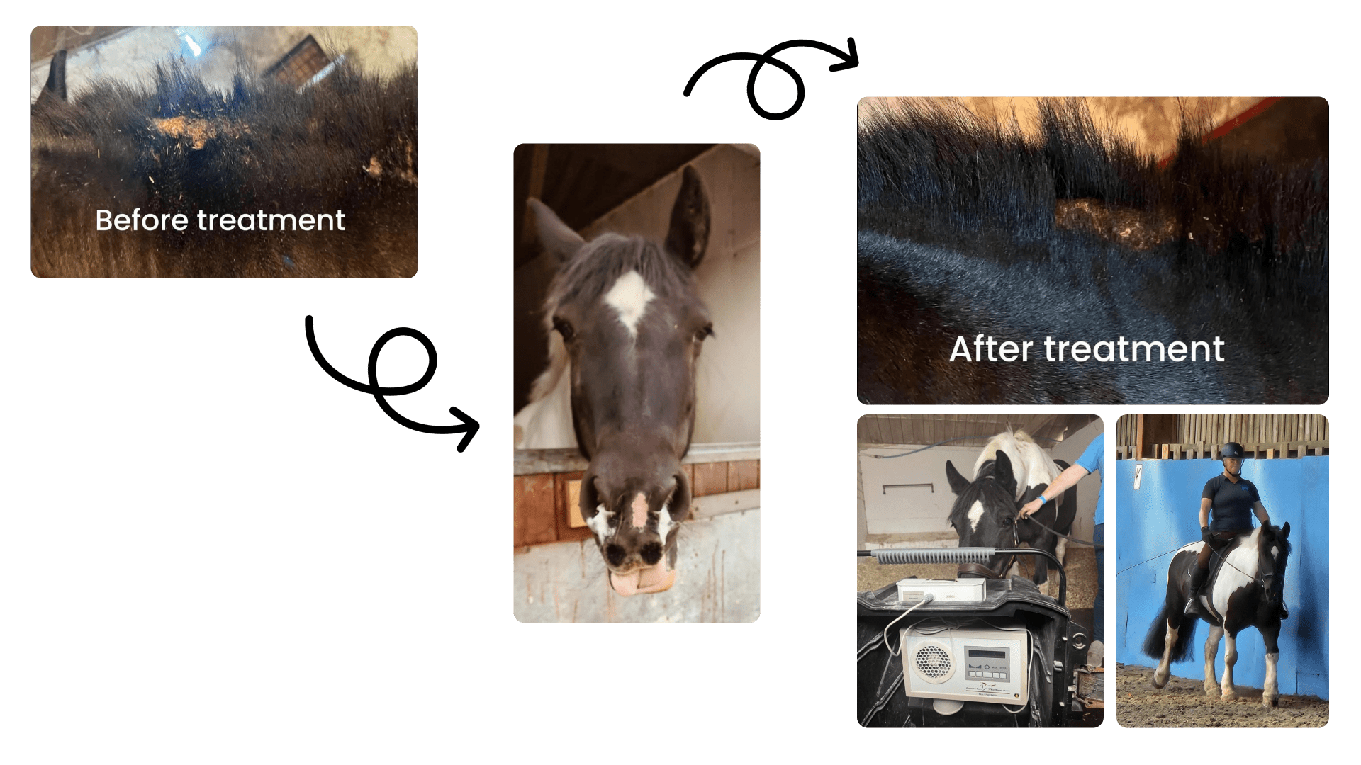 Home - Gloucestershire Equine Salt Therapy